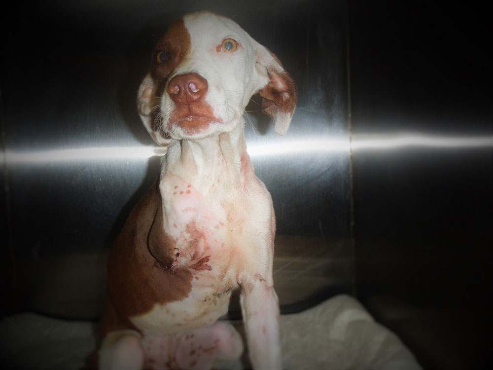 Small Animal Surgery in Palm Bay, FL | Oakview Animal Hospital